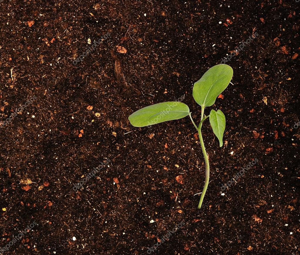 Sapling Stock Photo by ©vaeenma 18327743