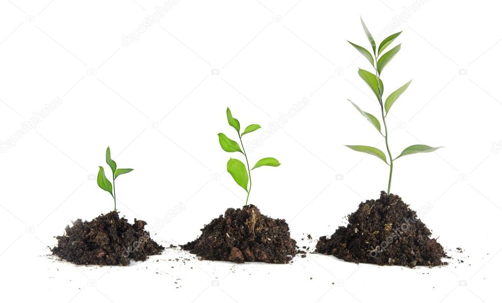 Saplings on white background — Stock Photo © vaeenma #19400511