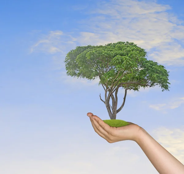 Growing tree in hand Stock Photo by ©vencav 29146163