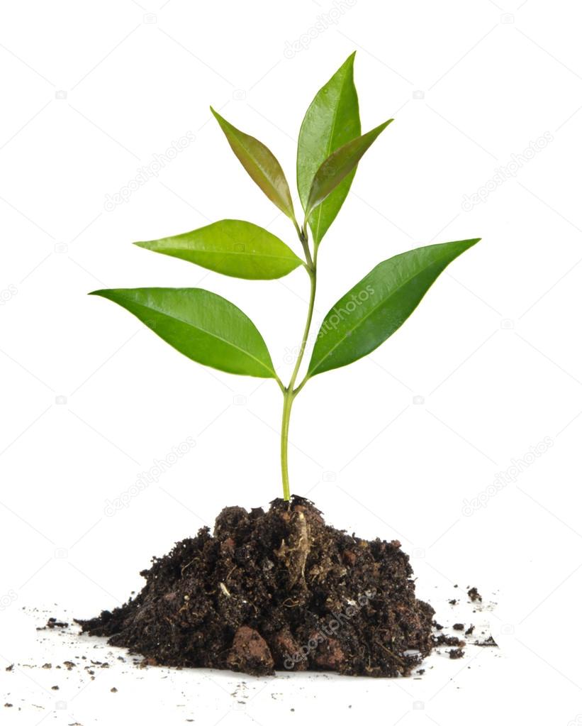 Sapling Stock Photo by ©vaeenma 28382505