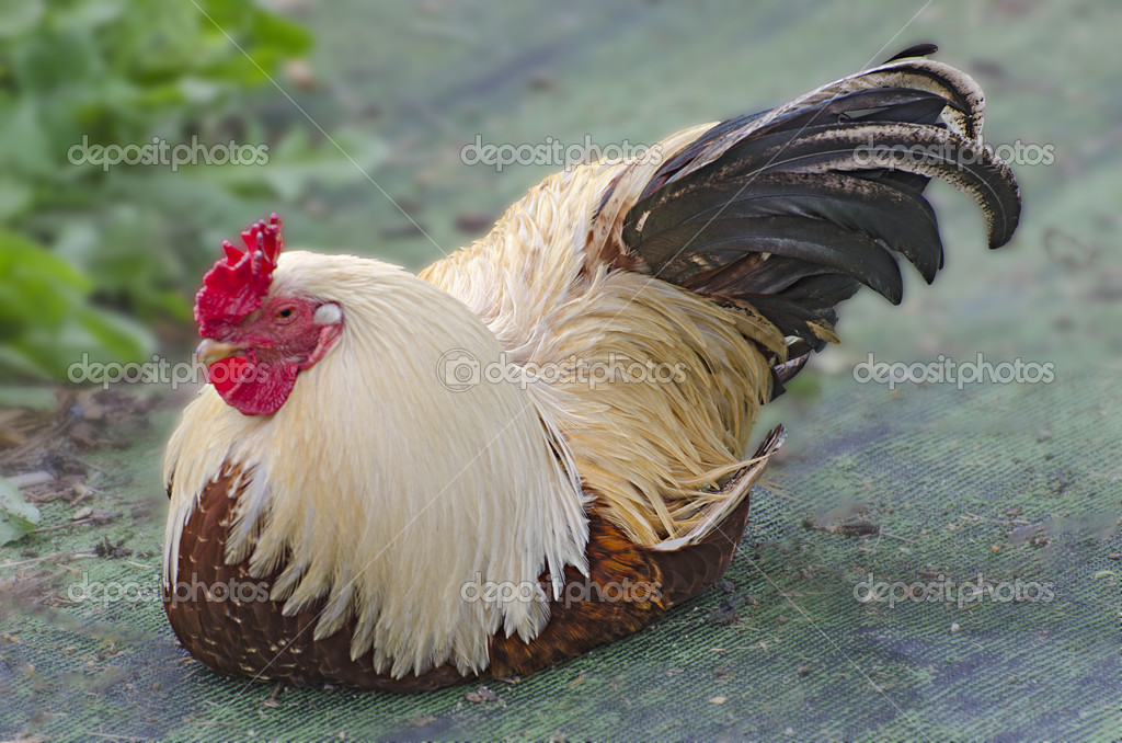 Colorful roster — Stock Photo © vaeenma #42765117