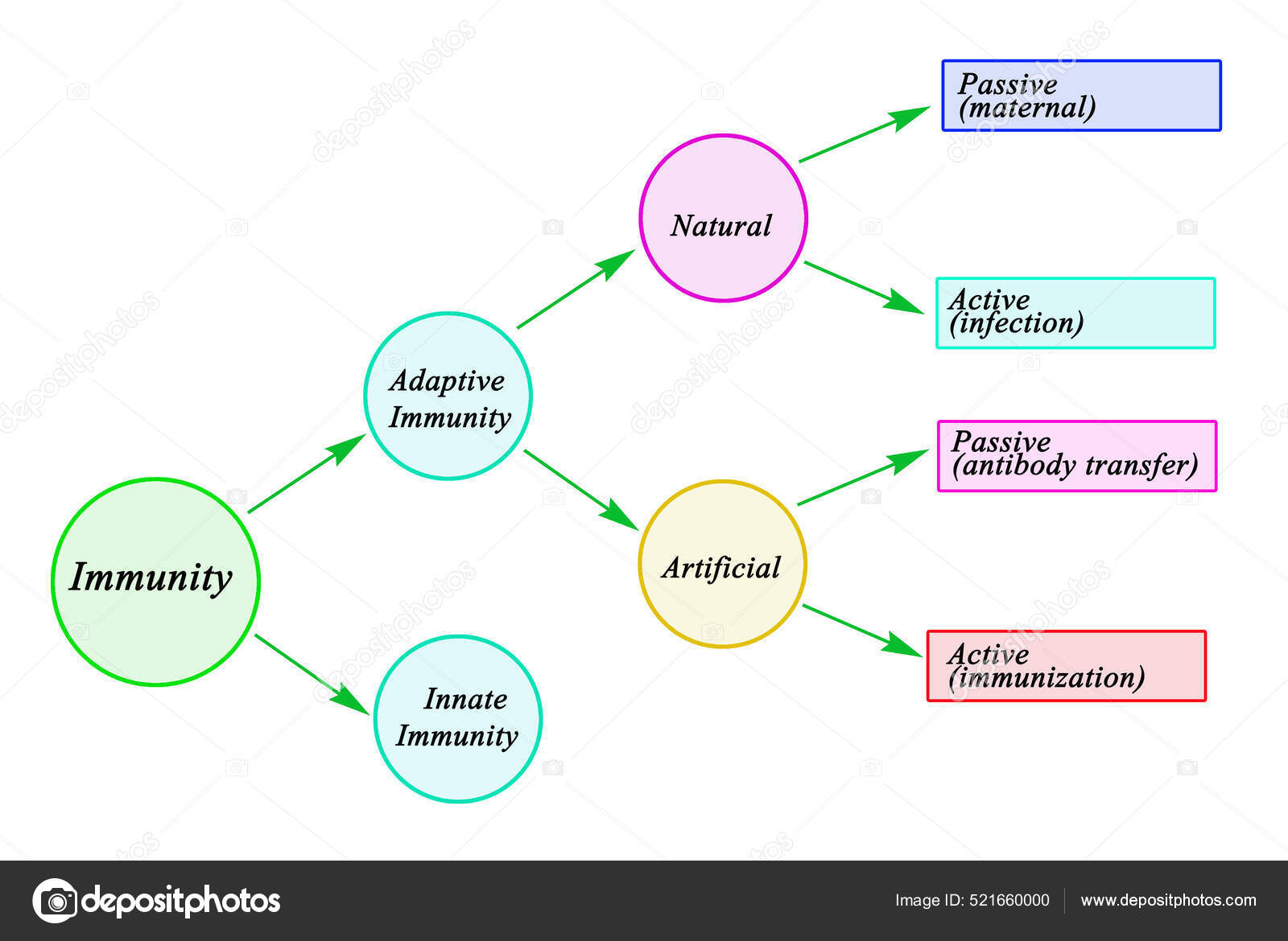 Four Types Human Immunity — Stock Photo © vaeenma #521660000