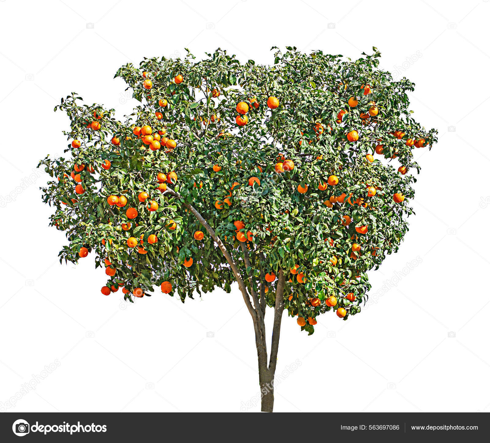 Tangerine Tree Clip Art