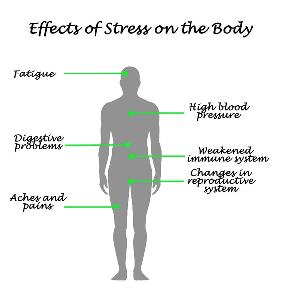 The effects of stress on the body Stock Photos, Royalty Free The ...