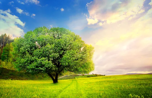 ᐈ Trees landscape stock pictures, Royalty Free tree landscape images ...