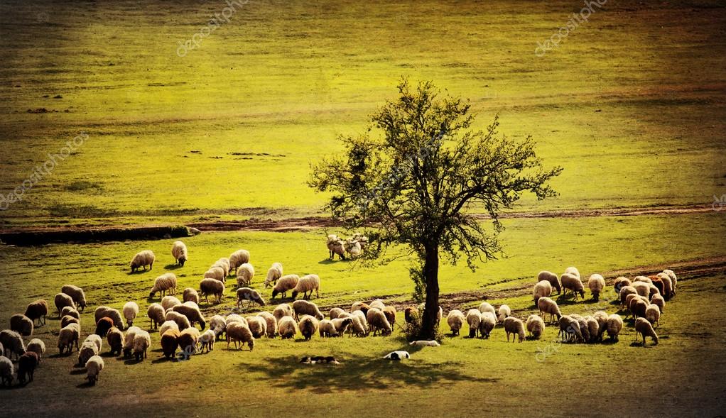 Pastoral vintage landscape — Stock Photo © sliper84 #25253853
