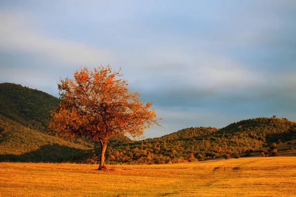 Red tree Stock Photos, Royalty Free Red tree Images | Depositphotos