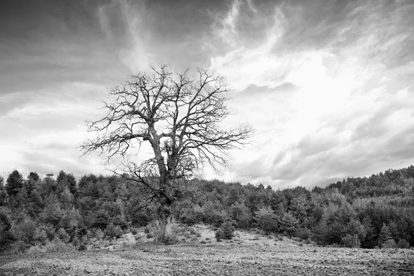 Bw tree and sunrays Stock Photo by ©sliper84 128799096