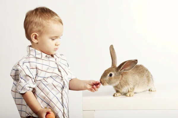Lovely Little Boy Plaing White Rabbit Boy Touching Rabbit — Stock Photo ...