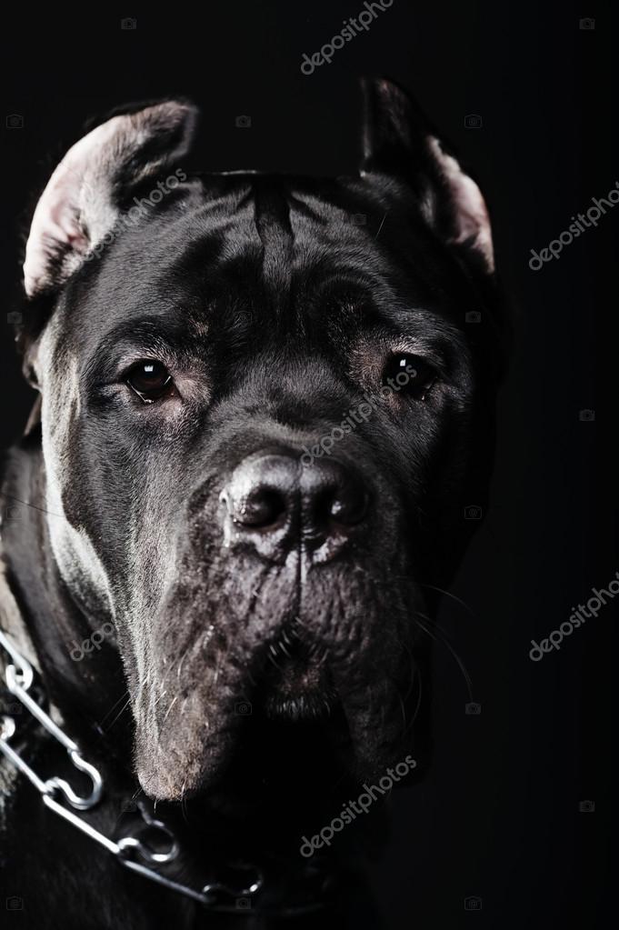 Big dog italian cane corso Stock Photo by ©ababaka 40993265
