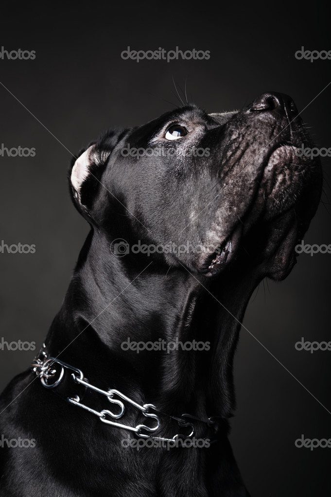 Big dog italian cane corso Stock Photo by ©ababaka 40993321