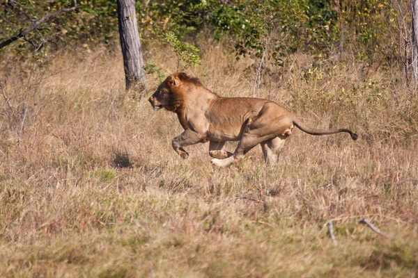 Lion running Stock Photos, Royalty Free Lion running Images | Depositphotos