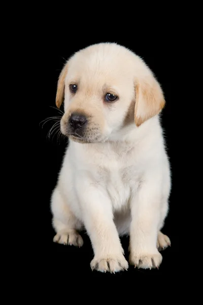 Labrador puppy standing and look sad in studio Stock Photo by ...