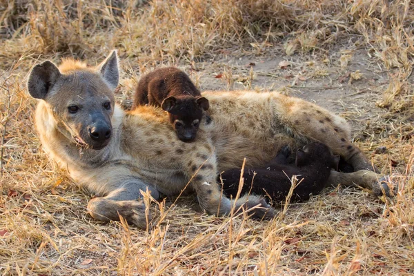 Hyena pups Stock Photos, Royalty Free Hyena pups Images | Depositphotos