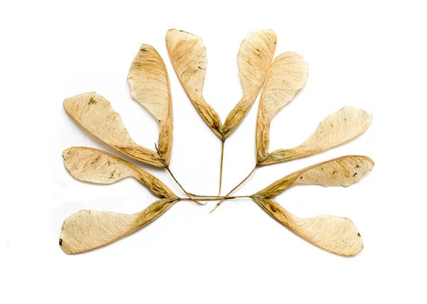 Maple tree seeds Stock Photo by ©kzwwsko 20009701