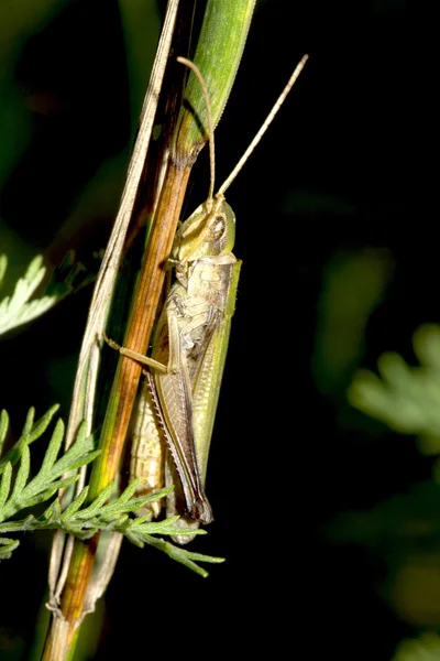 Thomisus spectabilis Stock Photos, Royalty Free Thomisus spectabilis ...