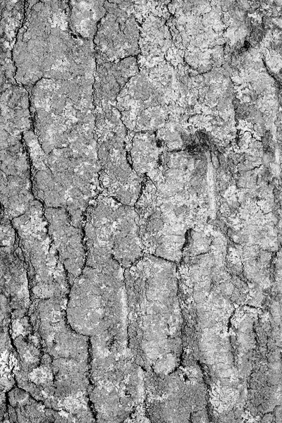 Tree ash tree texture Stock Photos, Royalty Free Tree ash tree texture ...