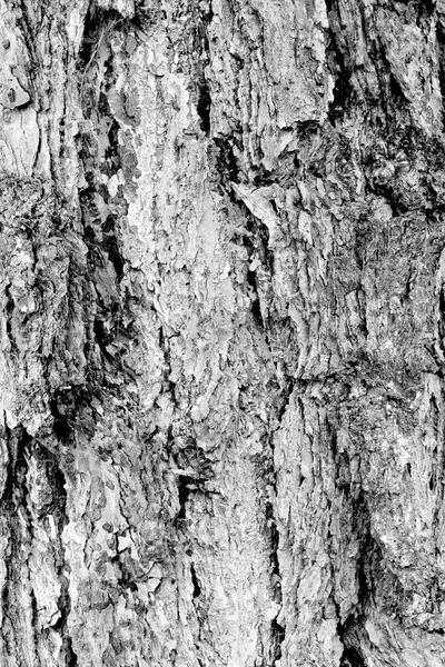 Trees no background Stock Photos, Royalty Free Trees no background ...