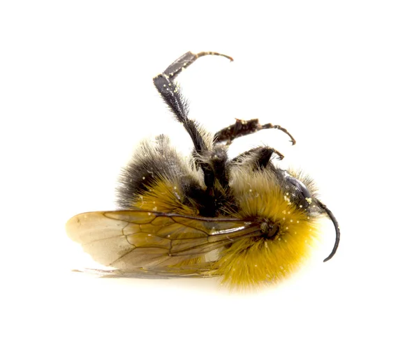 Dead bumblebee Stock Photos, Royalty Free Dead bumblebee Images ...