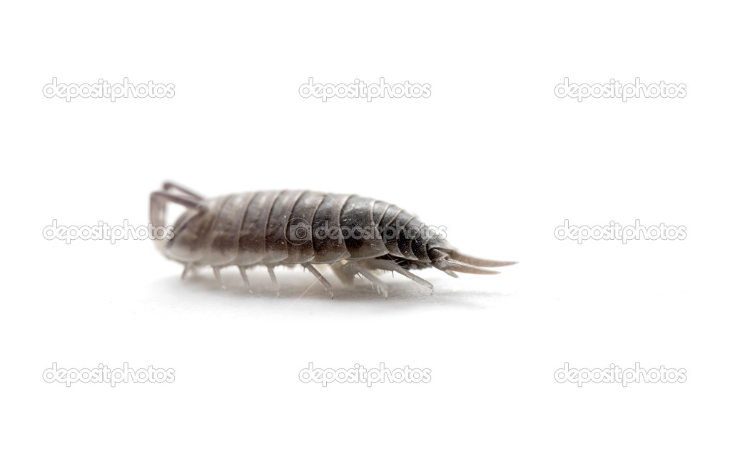 Pill-bug armadillidium vulgare species Stock Photo by ©kzwwsko 37346121
