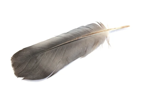Gray straight feather on white — Stock Photo © Dr.PAS #6651019