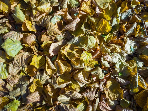 Children in leaves Stock Photos, Royalty Free Children in leaves Images ...