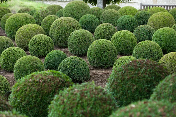 Buxus ball Stock Photos, Royalty Free Buxus ball Images | Depositphotos