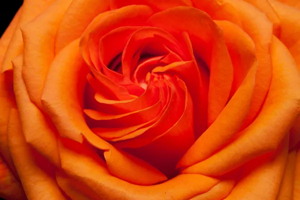 Fire rose Stock Photos, Royalty Free Fire rose Images | Depositphotos