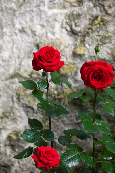 Farine five roses Stock Photos, Royalty Free Farine five roses Images ...