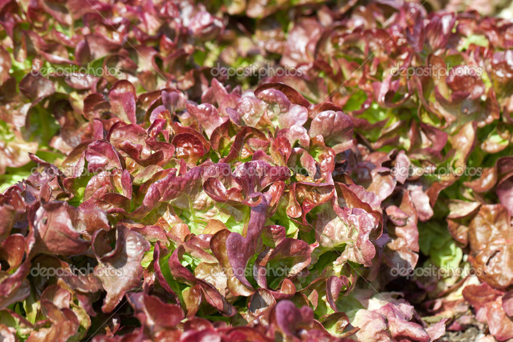 Campo de lechuga Frisee roja y verde creciendo en hileras 2024
