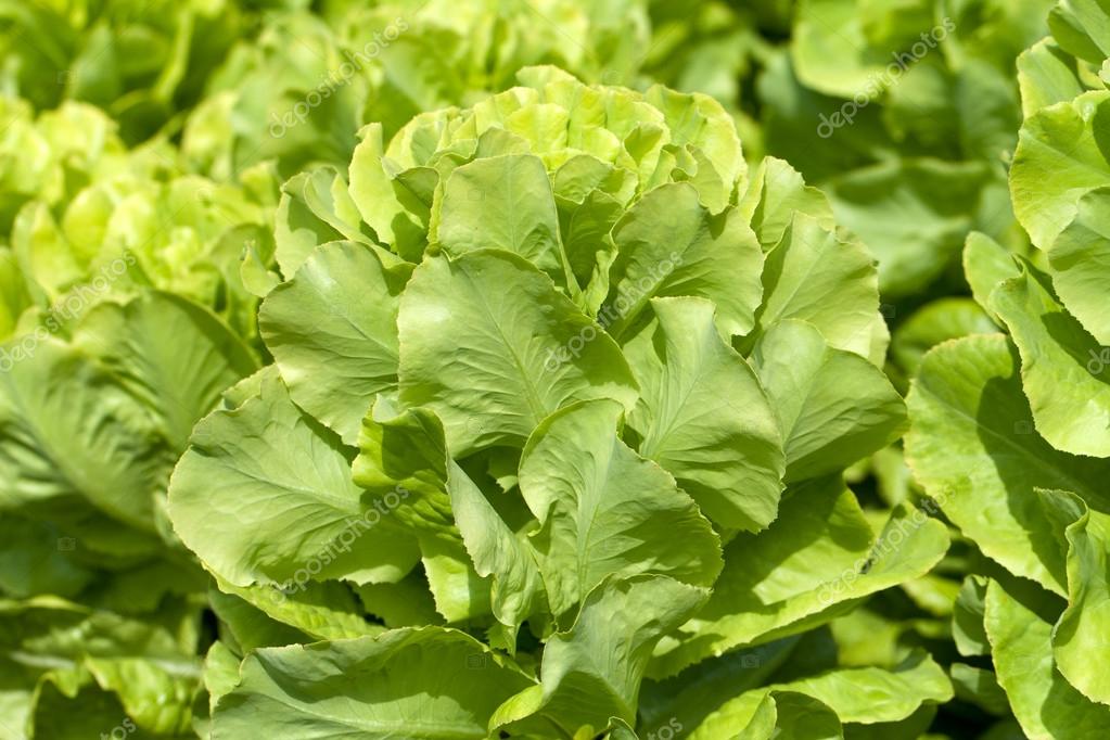 Field of Green Frisee lettuce growing in rows Stock Photo by ©wjarek ...