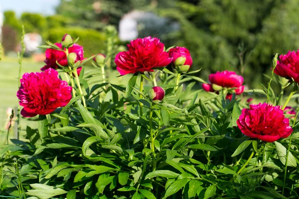 Red garden geranium flowers ⬇ Stock Photo, Image by © wjarek #12522867