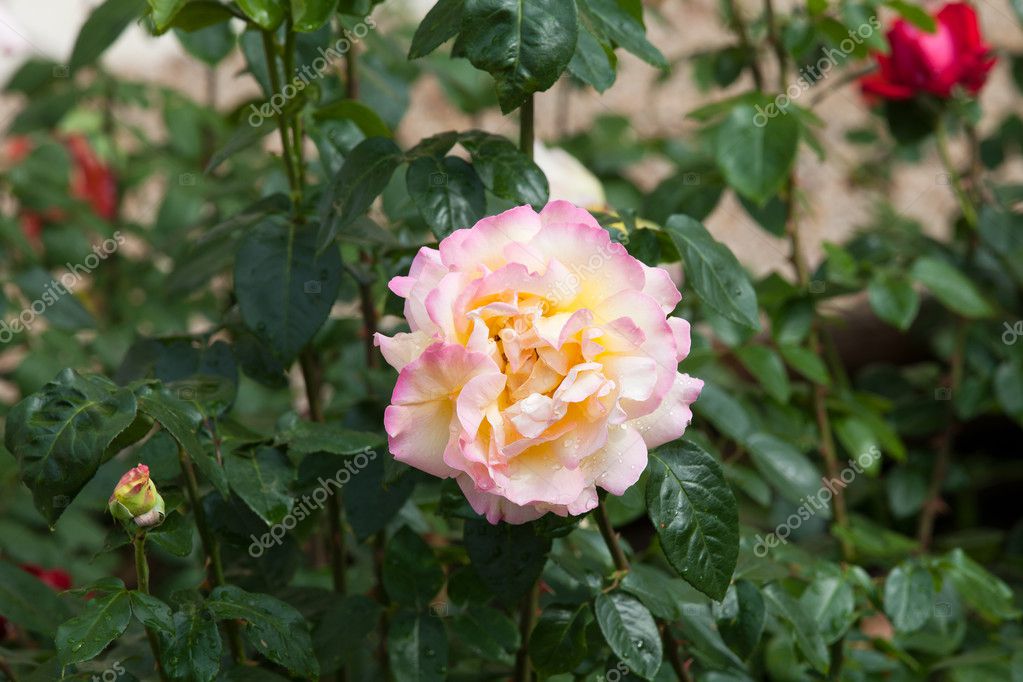 Single Rose on the Branch in the Garden — Stock Photo © wjarek #49701679