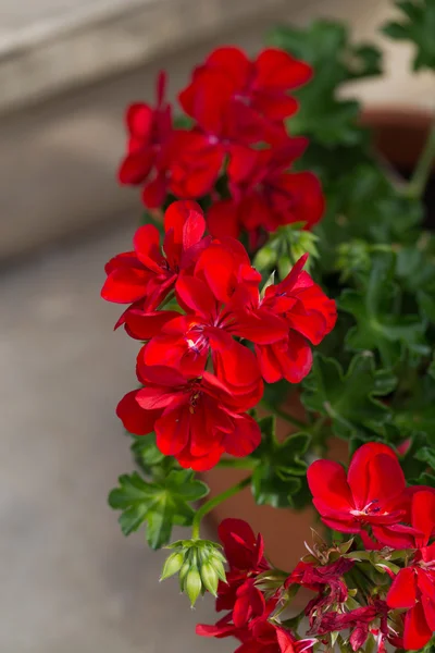 Red garden geranium flowers ⬇ Stock Photo, Image by © wjarek #12522867