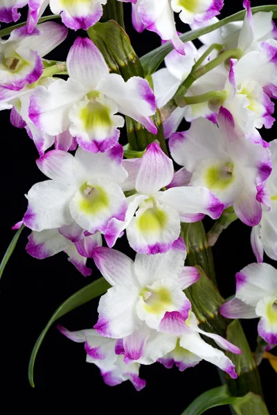 Dendrobium white Stock Photos, Royalty Free Dendrobium white Images ...