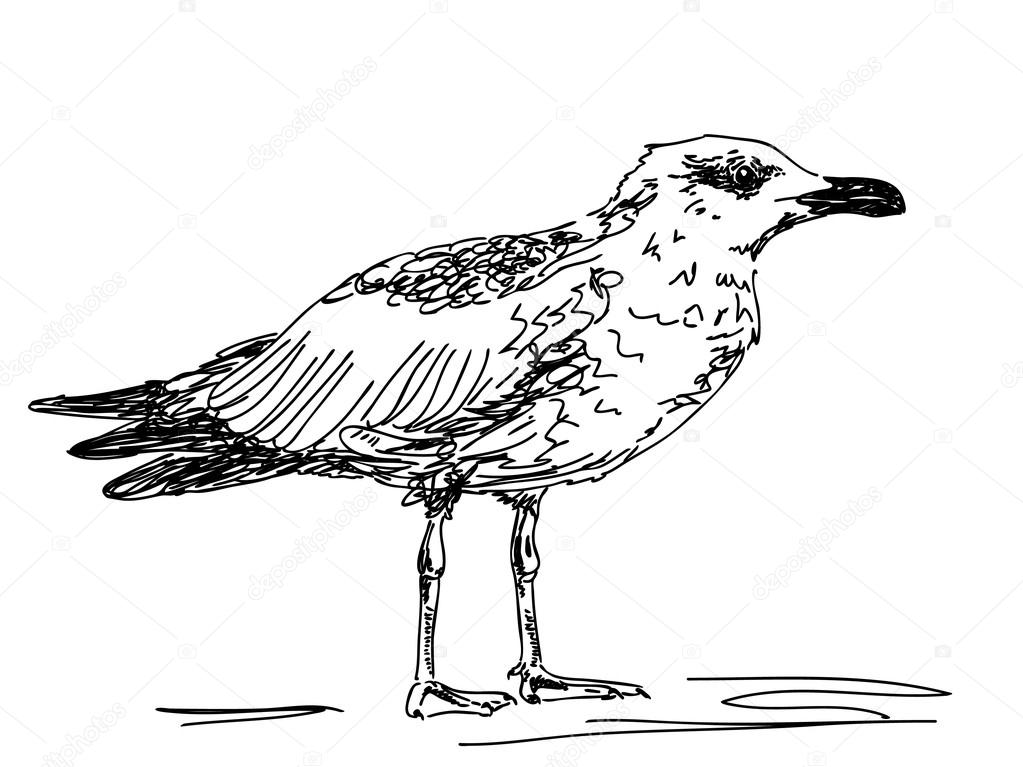 Hand drawn sea gull Stock Vector Image by ©OlgaTropinina #22304973