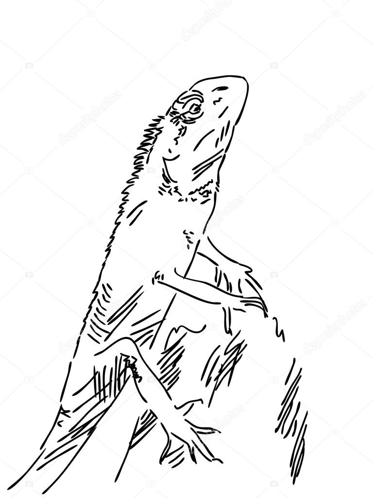 Hand drawn lizard Stock Vector Image by ©OlgaTropinina #22843674