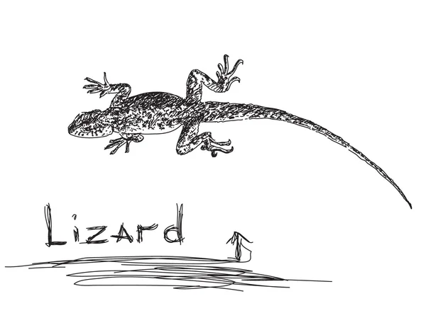 Hand drawn lizard Stock Vector Image by ©OlgaTropinina #22843674