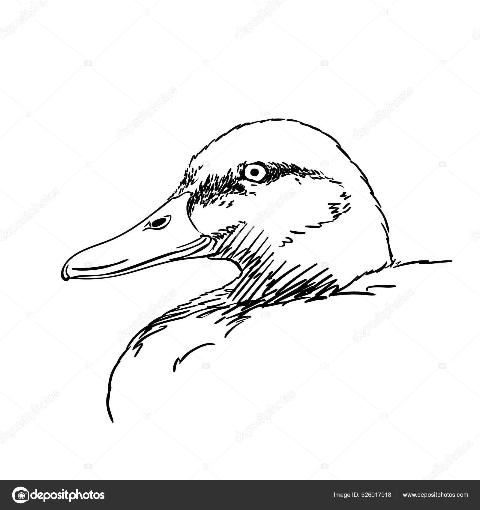 Hand Drawn Duck Head Vector Illustration Isolated White Background ...