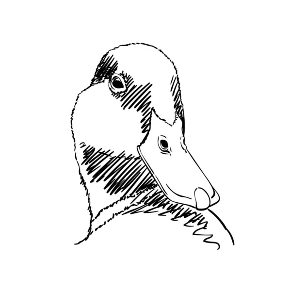 Hand-drawn duck sketch Stock Vector by ©OlgaTropinina 127992614