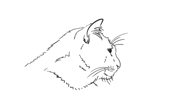 Cat Profile Drawing