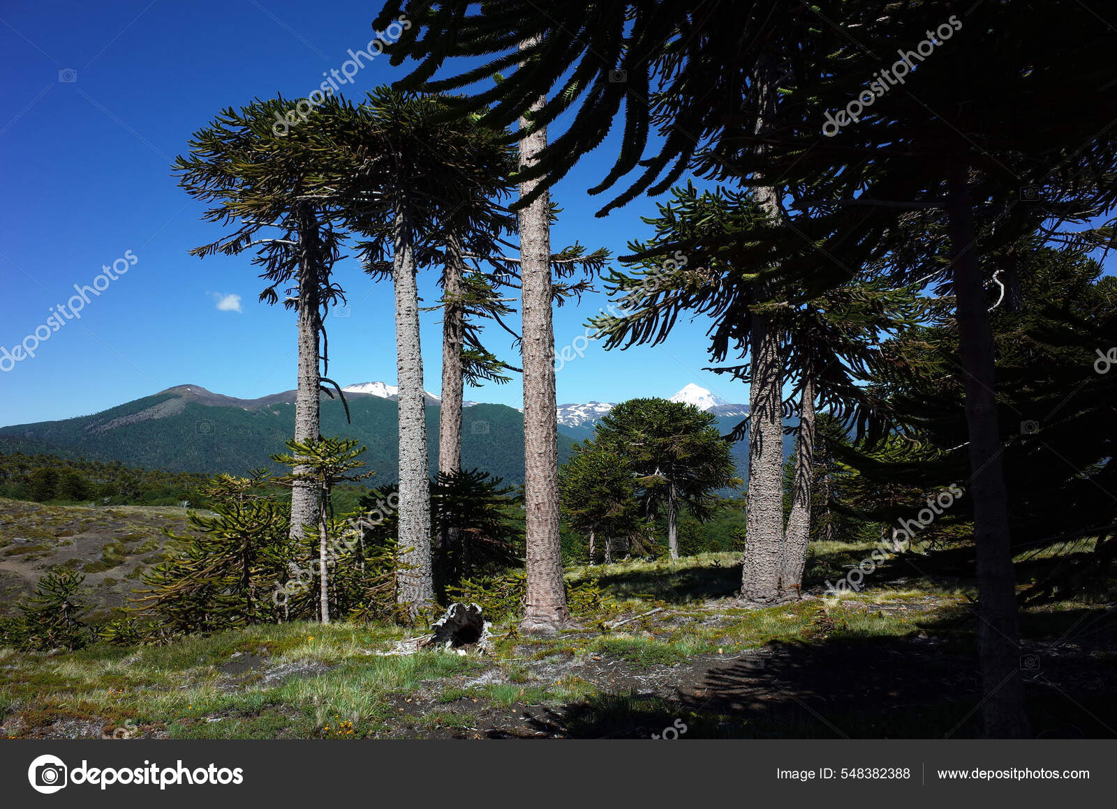 Araucaria Araucana Forest