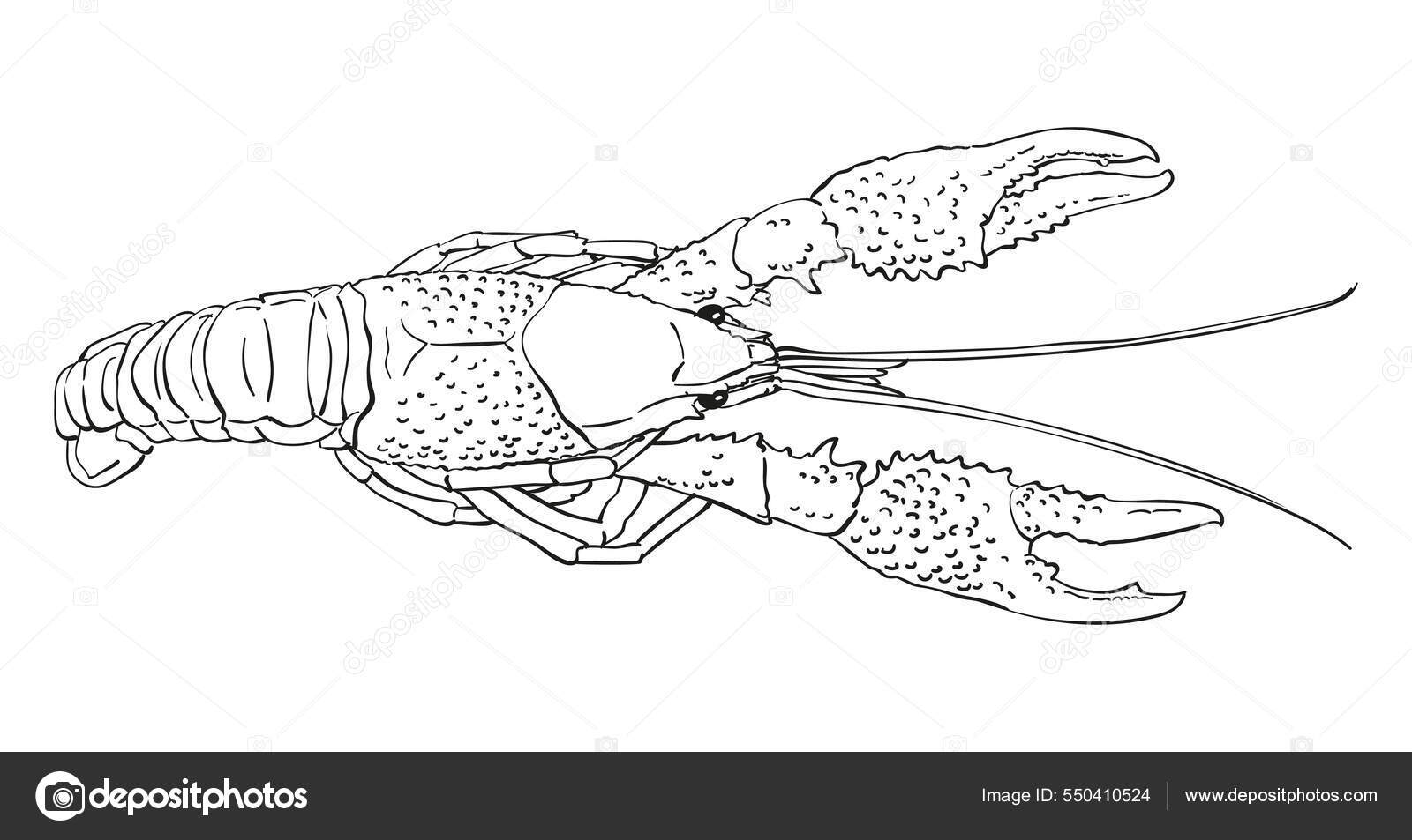Sketch Crayfish Hand Drawn Line Art Vector Illustration Isolated White ...