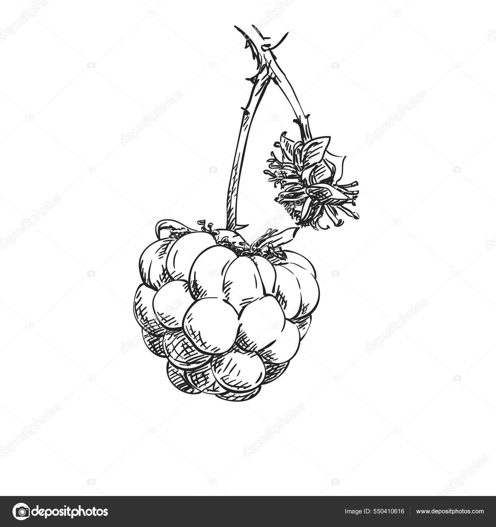 Vector Sketch Raspberry Hand Drawn Illustration Isolated White ...