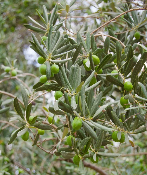 Olive tree branch Stock Photos, Royalty Free Olive tree branch Images ...
