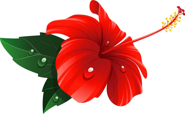 Hibiscus Flower Vector Art Stock Images Depositphotos