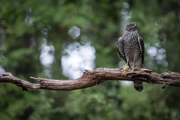 beautiful sparrow-hawk resting on a tree - Stock Image - Everypixel