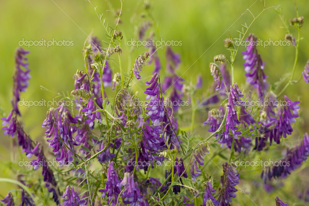 Vetch Stock Photo by ©dabjola 37914135