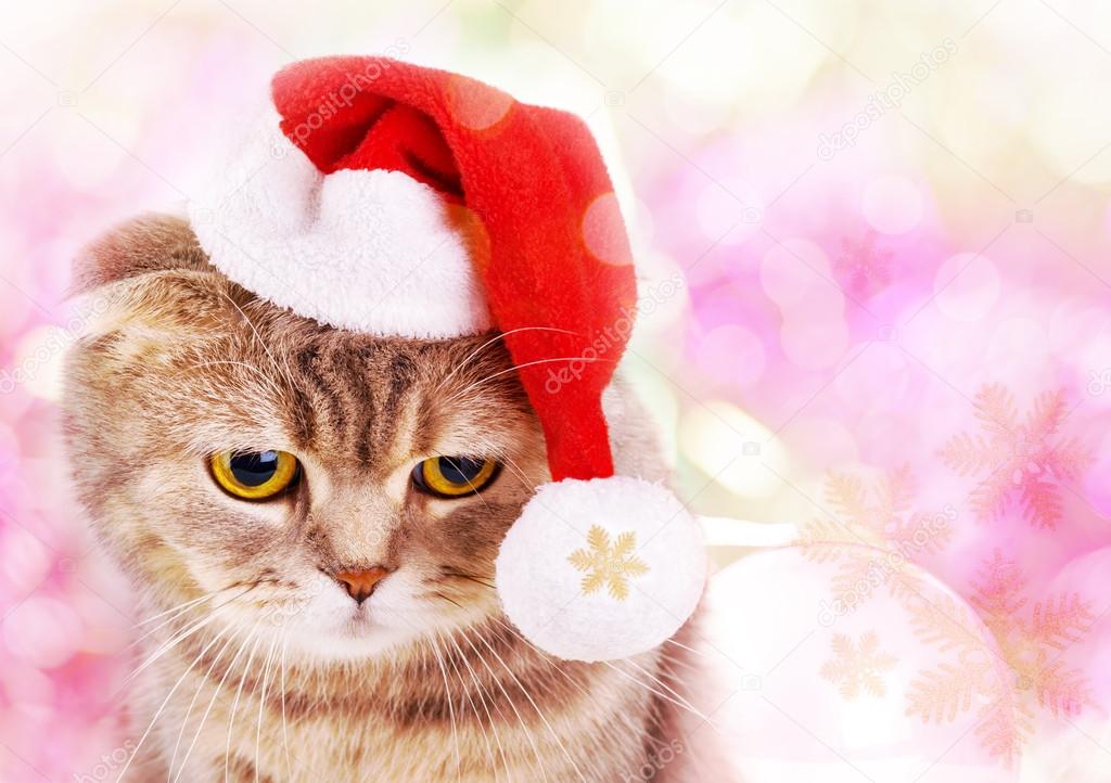 Leuke kerst kat in Kerstman hoed op kleurrijke achtergrond — Stockfoto ...