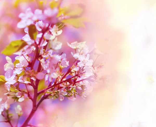 Spring transparent background Stock Photos, Royalty Free Spring ...